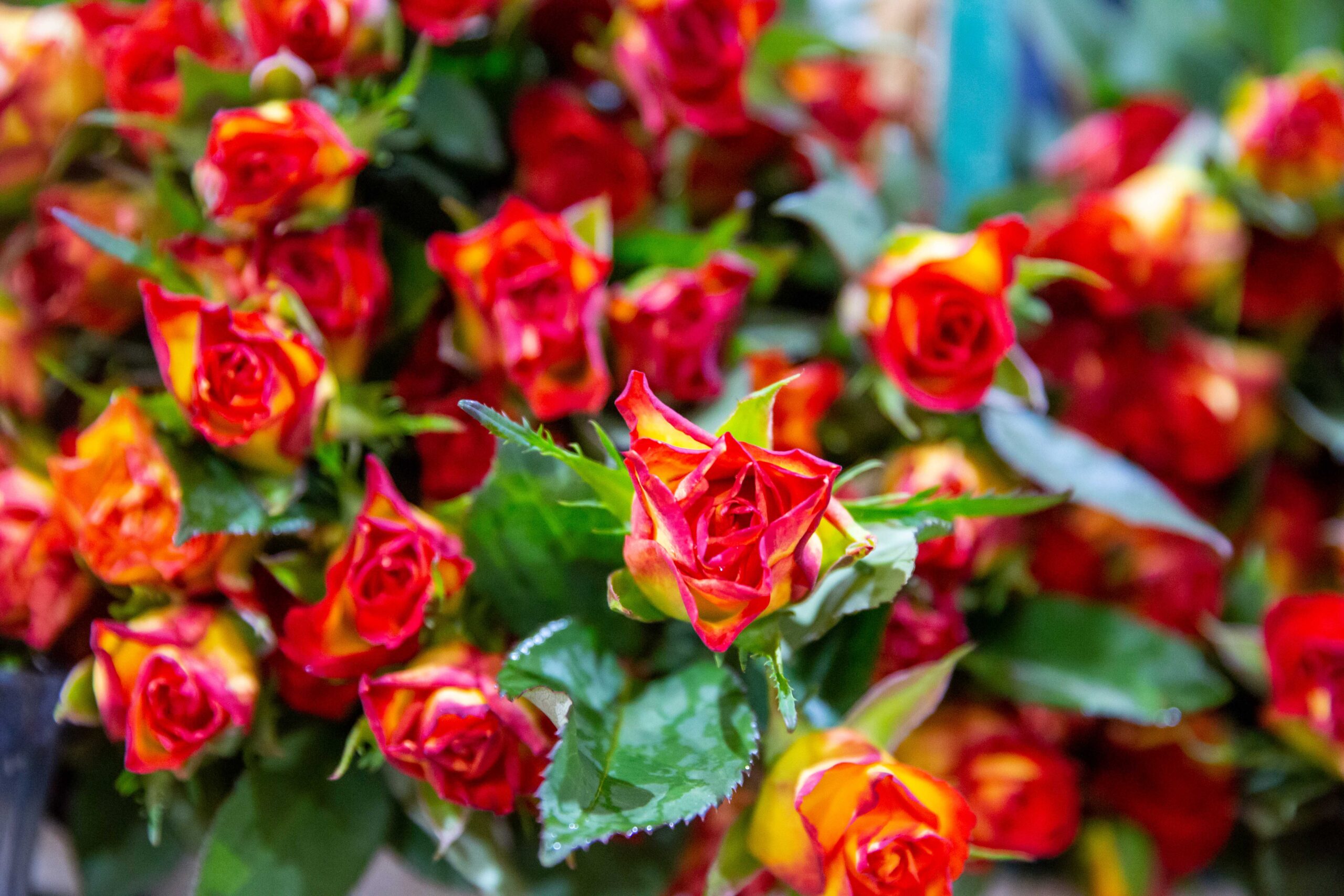5cm+ Headsize Roses | Available In Different Varieties