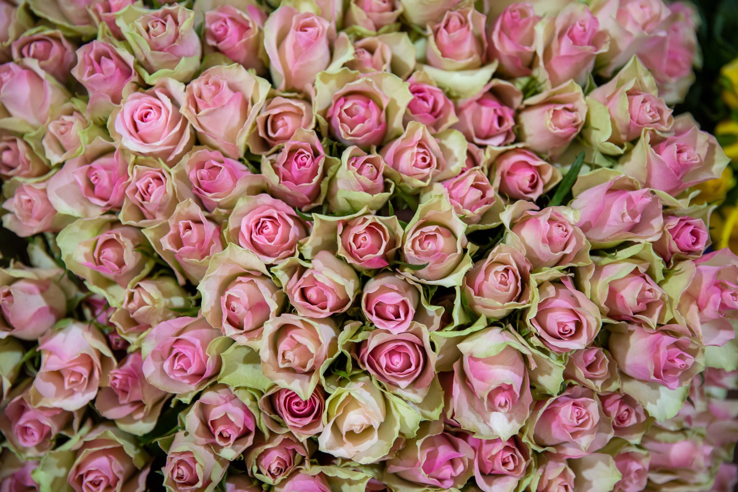 Roses - The Flower Hub