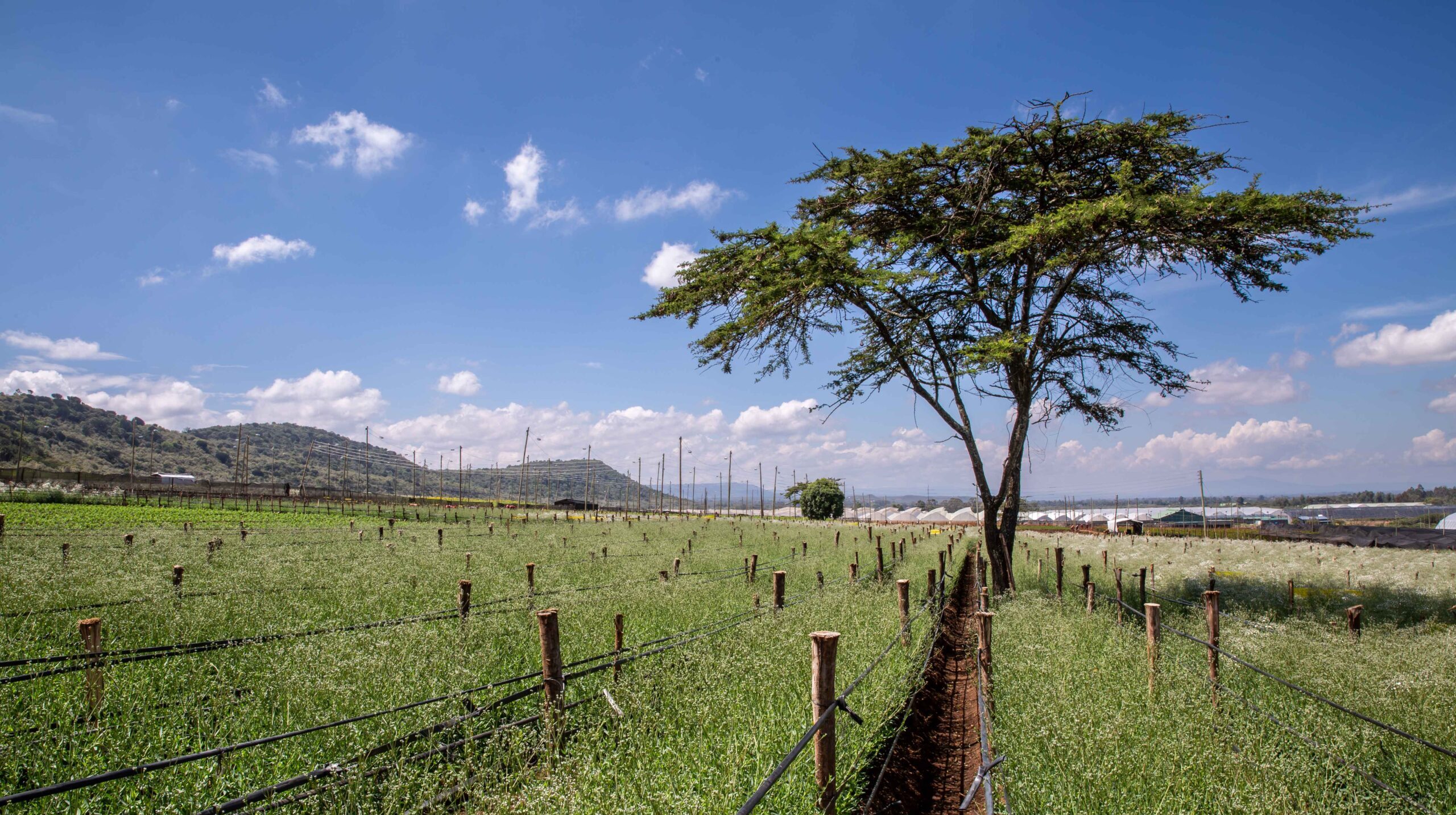 The History of Kenyan Flowers (Part 1) | The Flower Hub