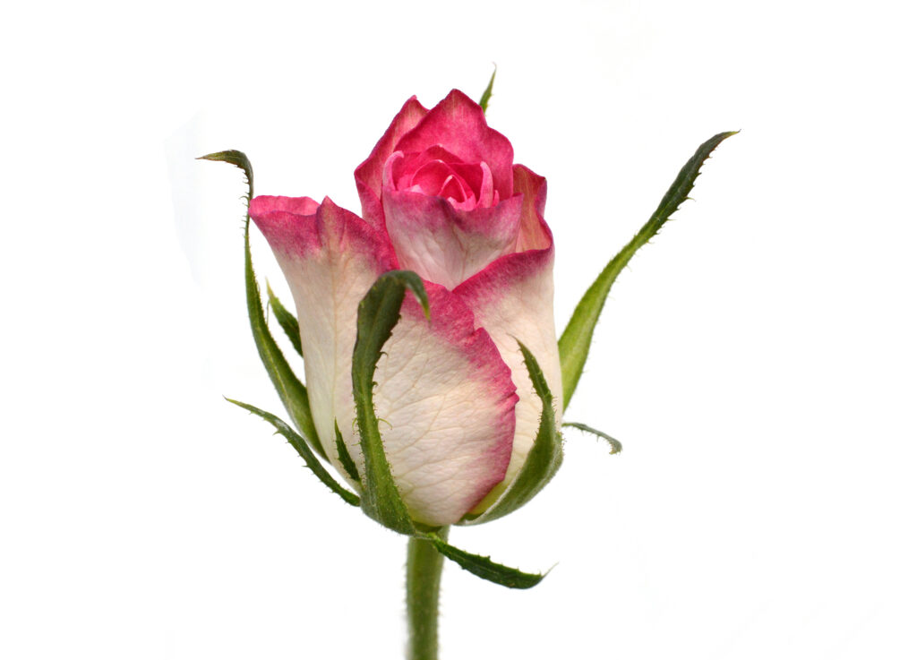 3.5cm+ Headsize Roses | Available In Different Varieties