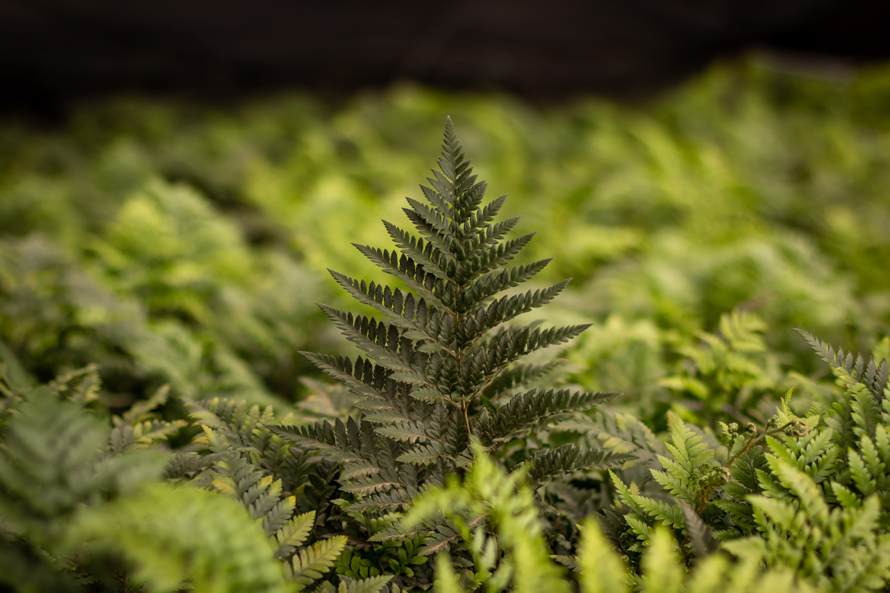 Flower Fillers & Foliage | Global Supply | Order Now