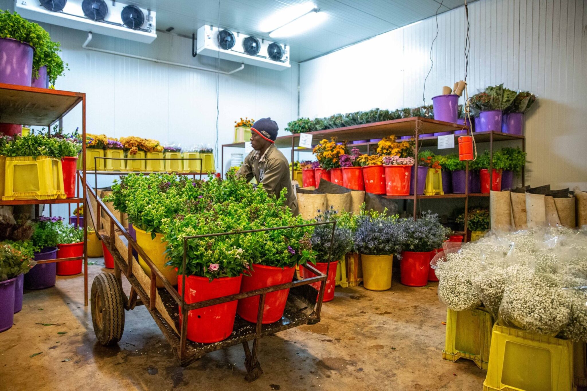 Understanding Cold Chain Logistics: Keeping Flowers Fresh from Farm to ...