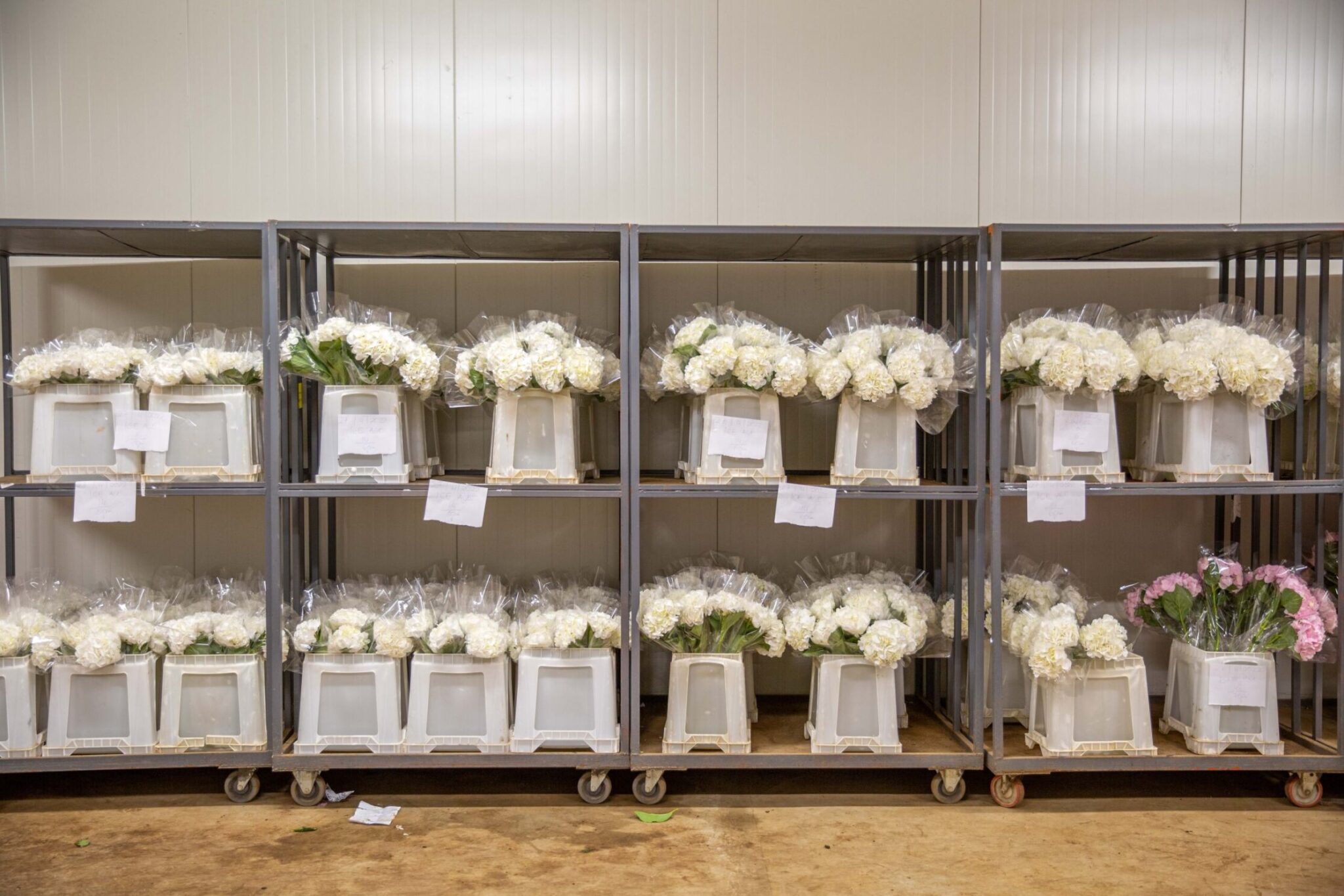 Understanding Cold Chain Logistics: Keeping Flowers Fresh from Farm to ...
